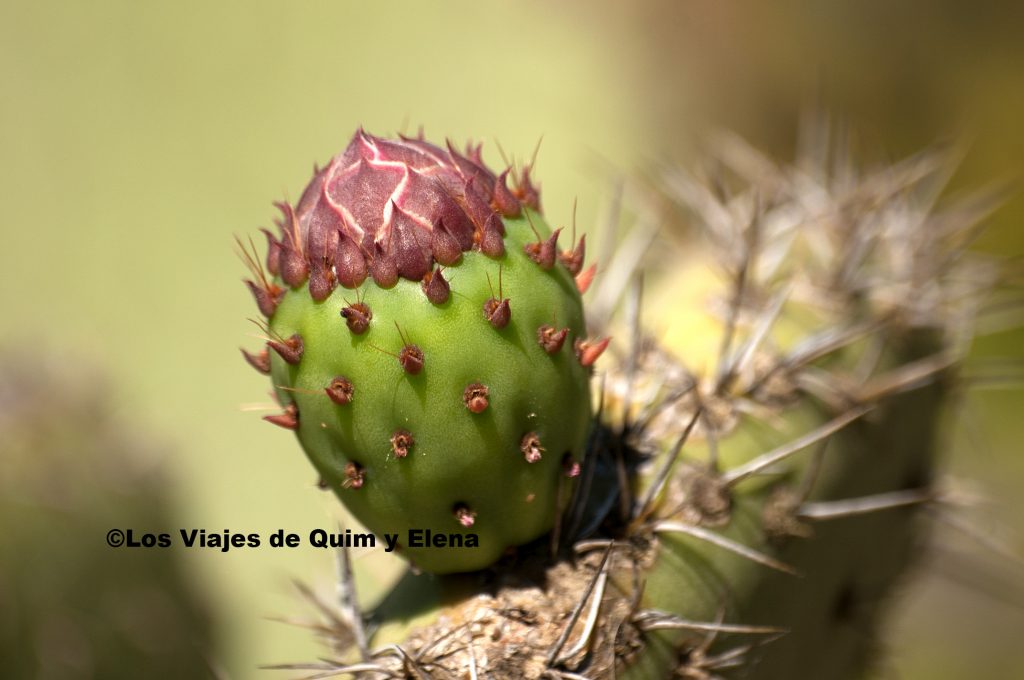 Pinya de Rosa Jardín Botánico Tropical