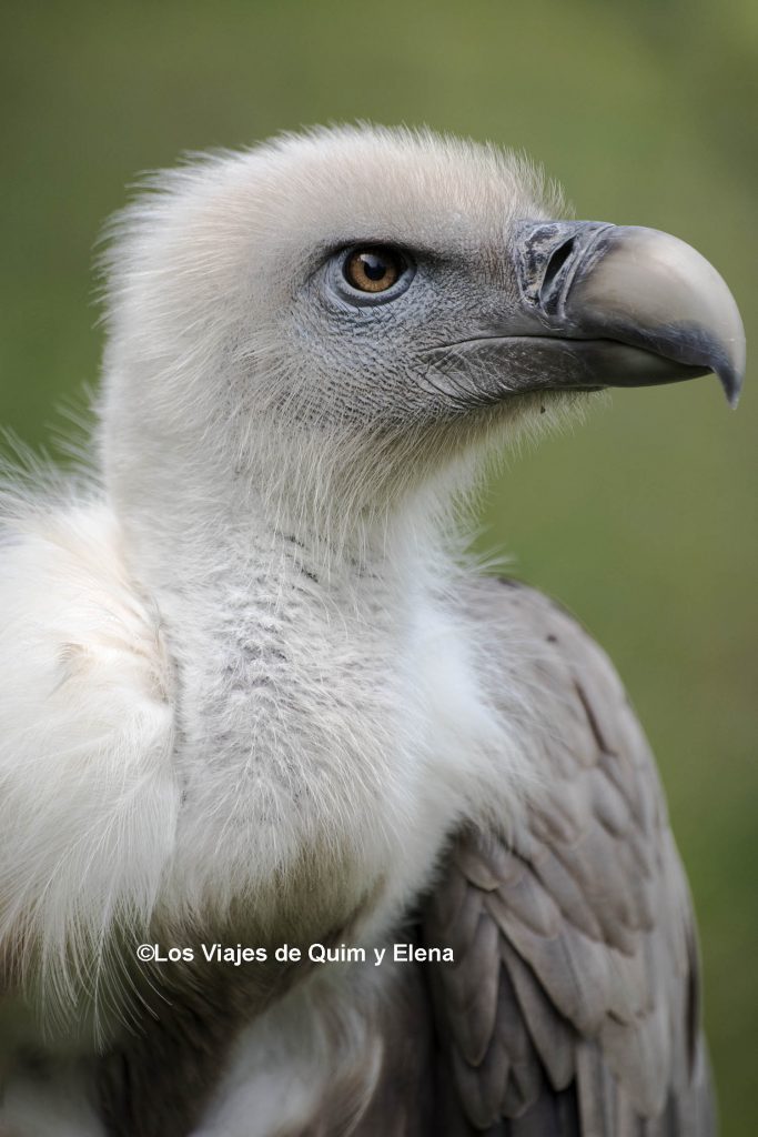 Arán Park en el Pirineo Aranés