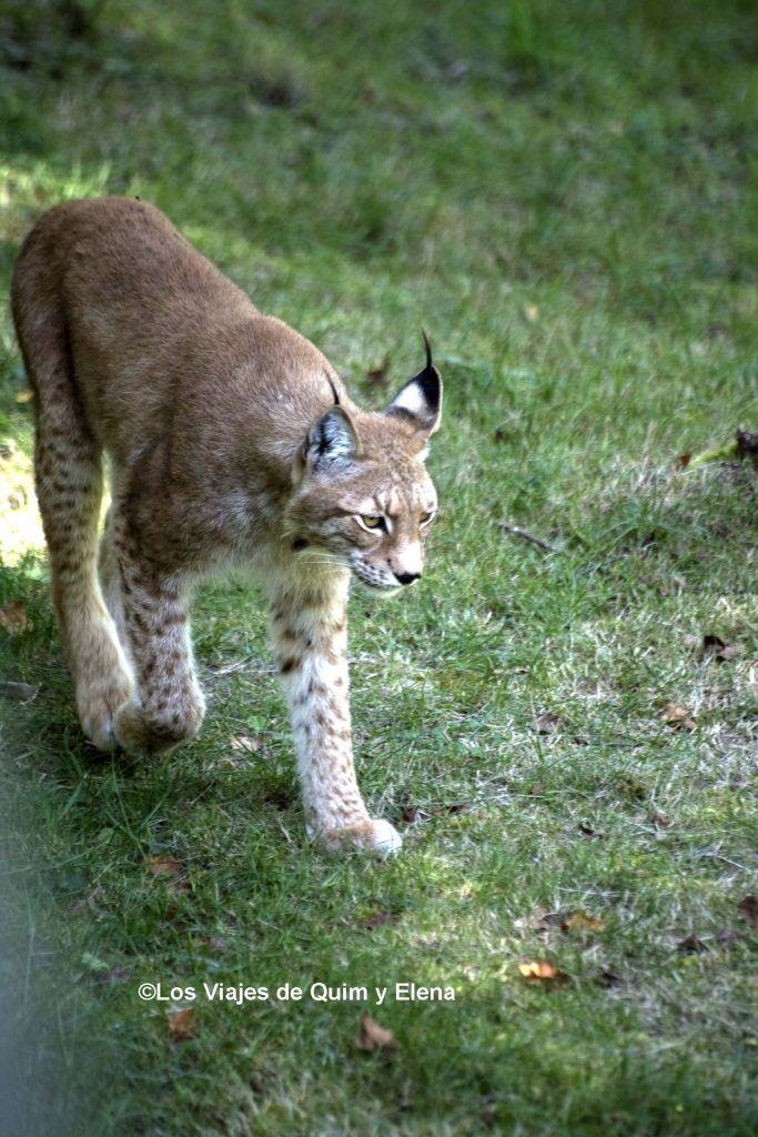 Arán Park en el Pirineo Aranés